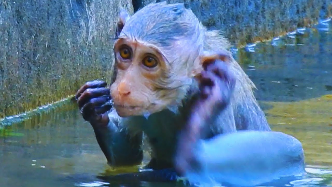 Oh, Little monkey dawn dives to catch whales with other monkeys look so ...