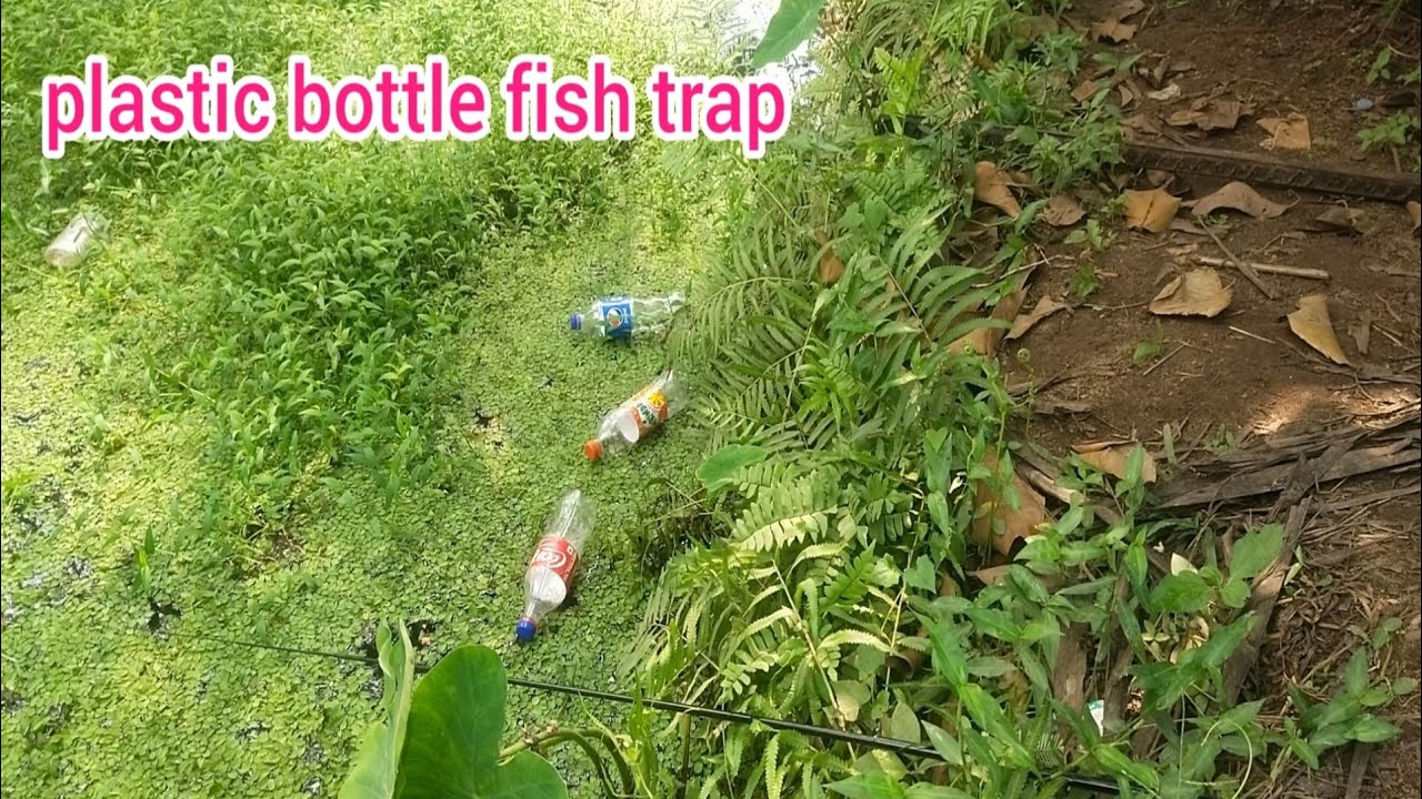 plastic bottle fish trap/traditional catch fish with hook&plastic ...