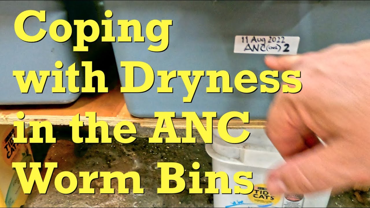 Dryness in twin ANC worm bins persists on day 32 - vermicompost - YouTube