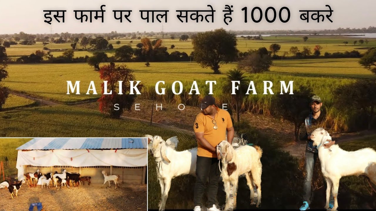 1000 Goat Capacity Wala Farm Malwa Breeding Setup At Malik Goat Farm ...