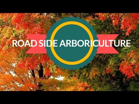 Road side arboriculture - YouTube