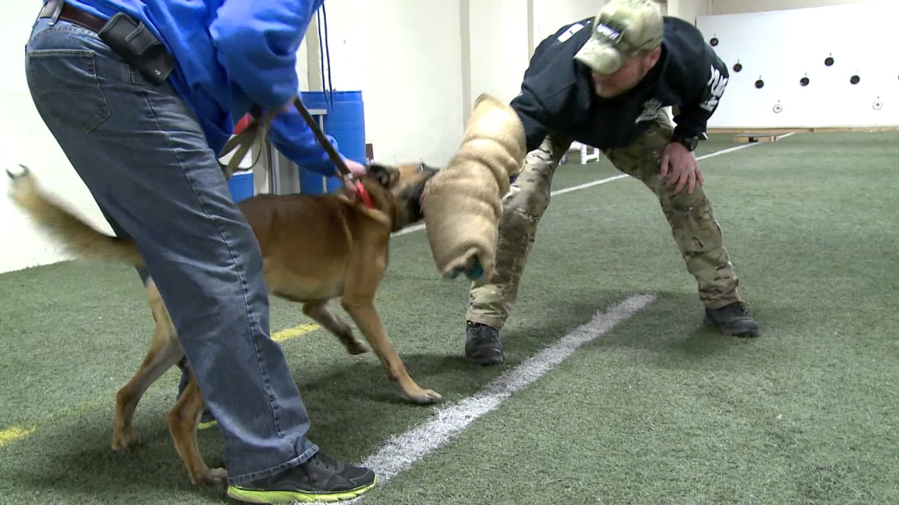 K9 Hunter - YouTube