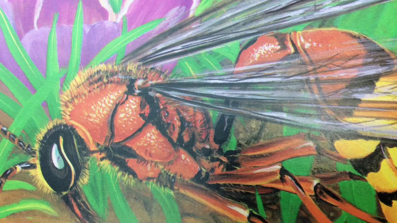 Insects:Friend Or Foe Alyssa - YouTube