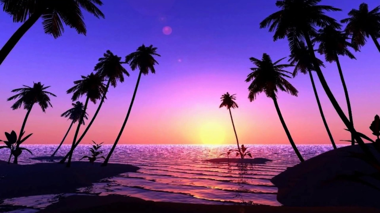 Coconut trees at sunrise, sunset (HD1080p) - YouTube