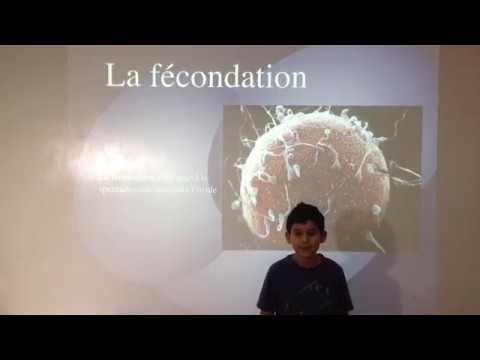 La reproduction humaine CM2 A - YouTube