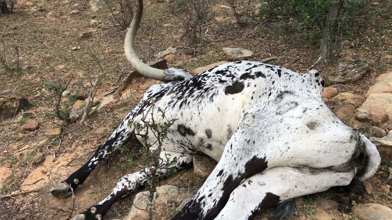 A sad end to our big Black and White Longhorn steer - YouTube