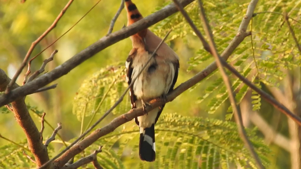 Common Hoopoe 20200201 - YouTube