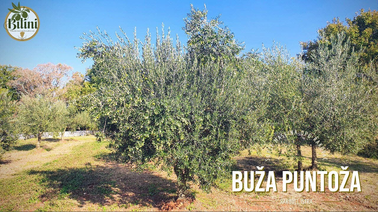 Buža Puntoža | Sorte maslina u maslinicima OPG Rakovac - YouTube
