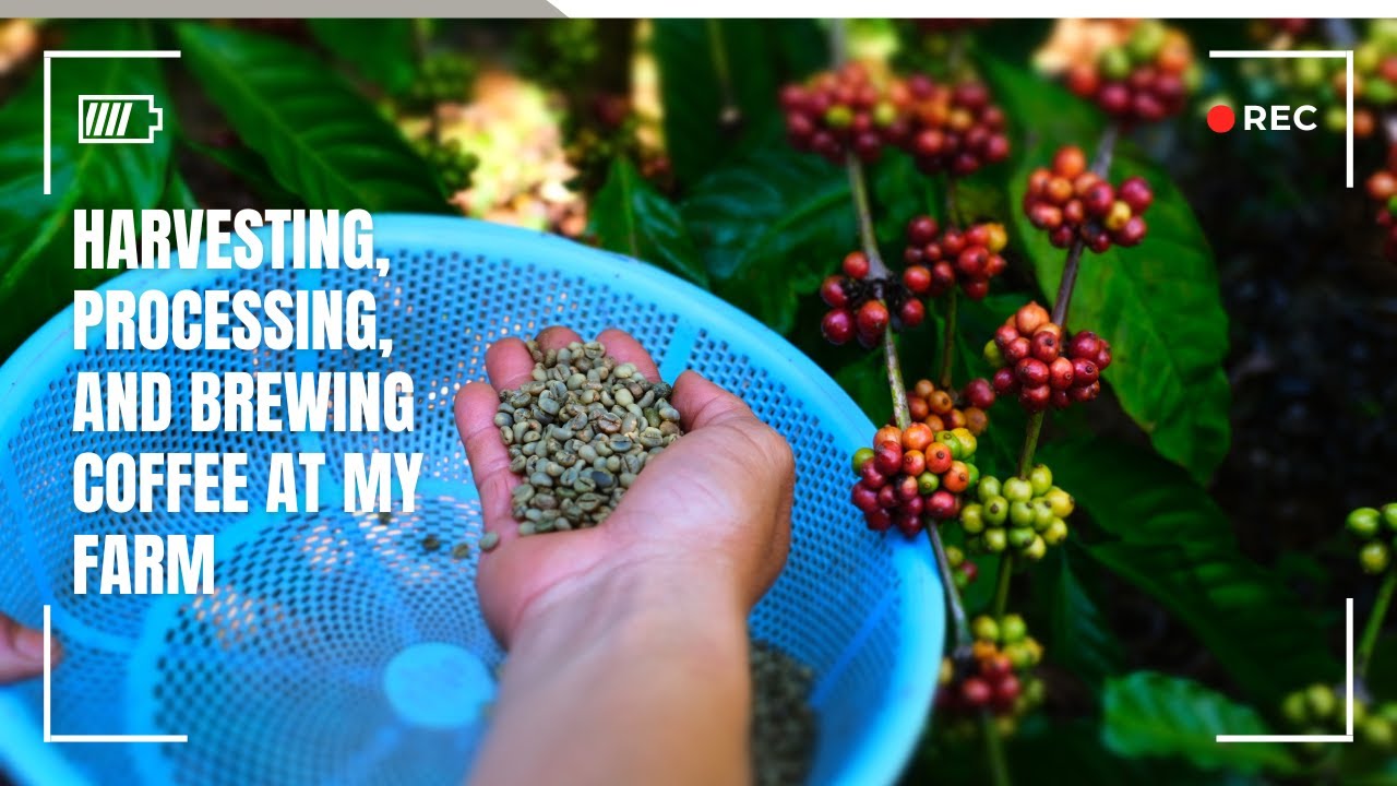 Harvest the best coffee beans process and brew coffee at my farm - YouTube