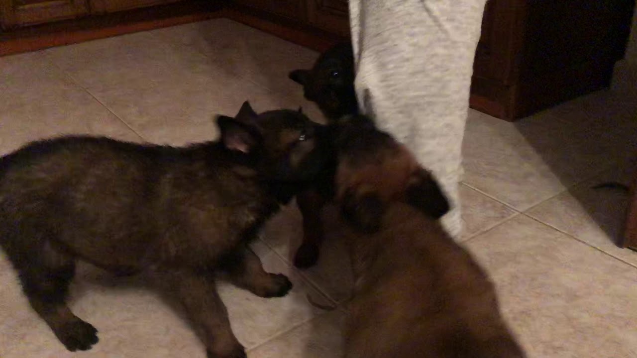 BTWW H Mali Pups 7 weeks - YouTube