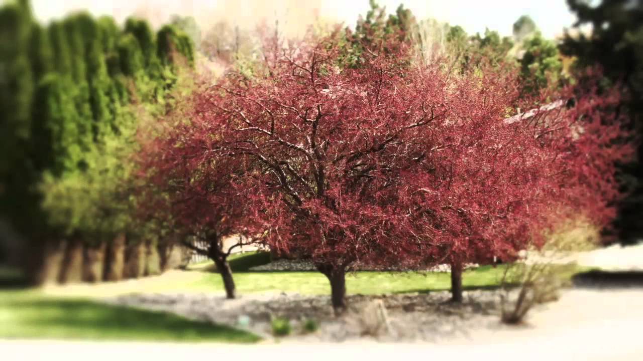 Spring Arrives In Billings Montana - YouTube