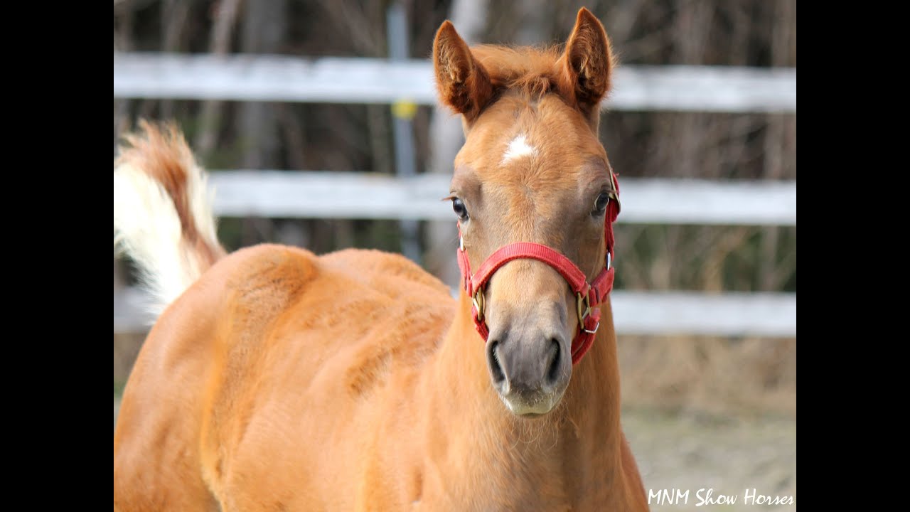 2016 AQHA halter colt KEN may 2016 - YouTube