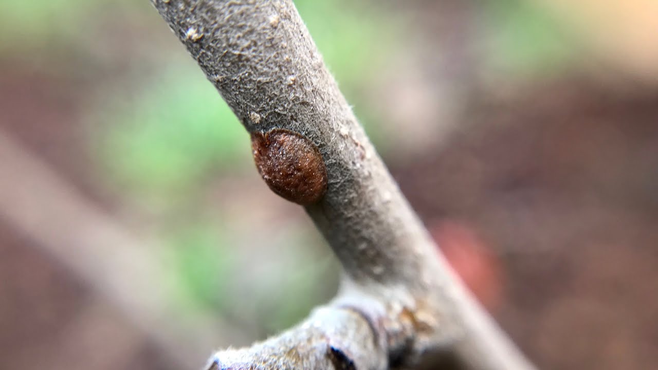 Scale on Apple Tree - Rubbing Alcohol - YouTube