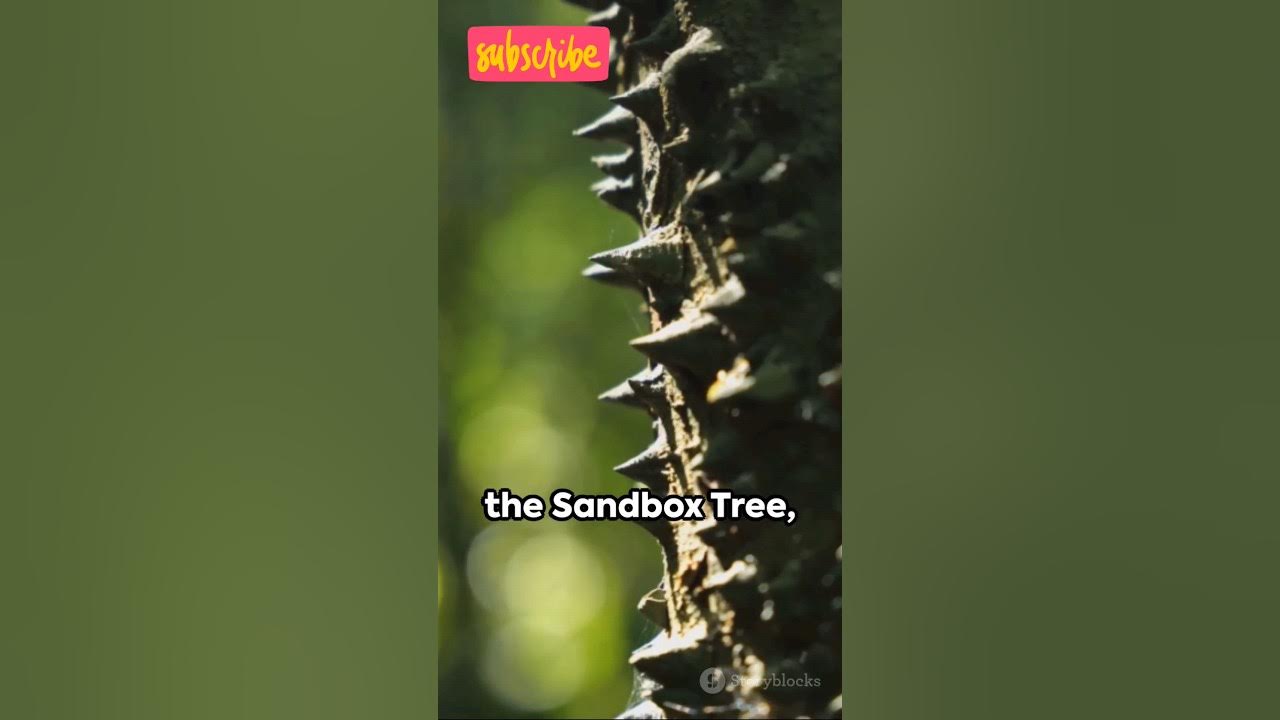 This is Deadly Sandbox tree 😱| Deadly sandbox tree| #viral #trending # ...