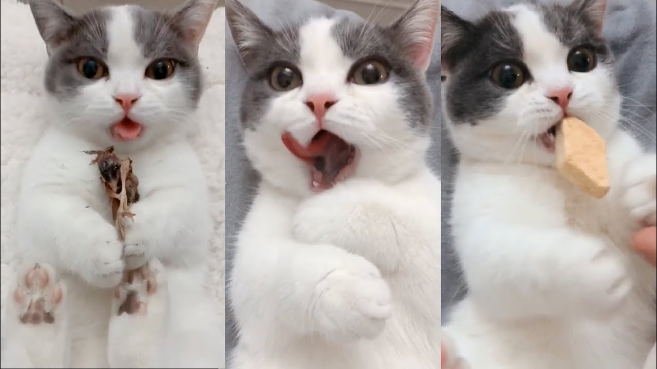 😼funny cute,😸kitty mukbang,😻healing relaxing,( ᴥ )must watch cats eat ...