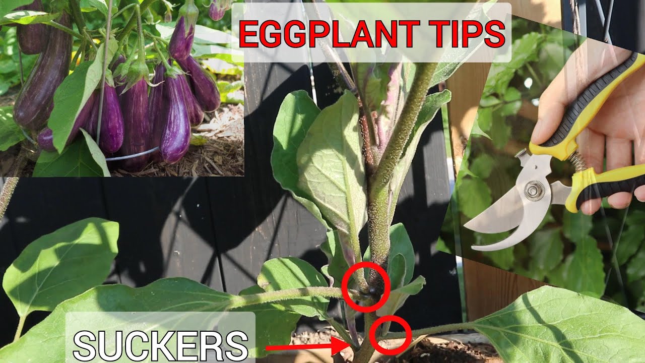 How to grow Eggplant for better Production | How to grow Eggplant ...