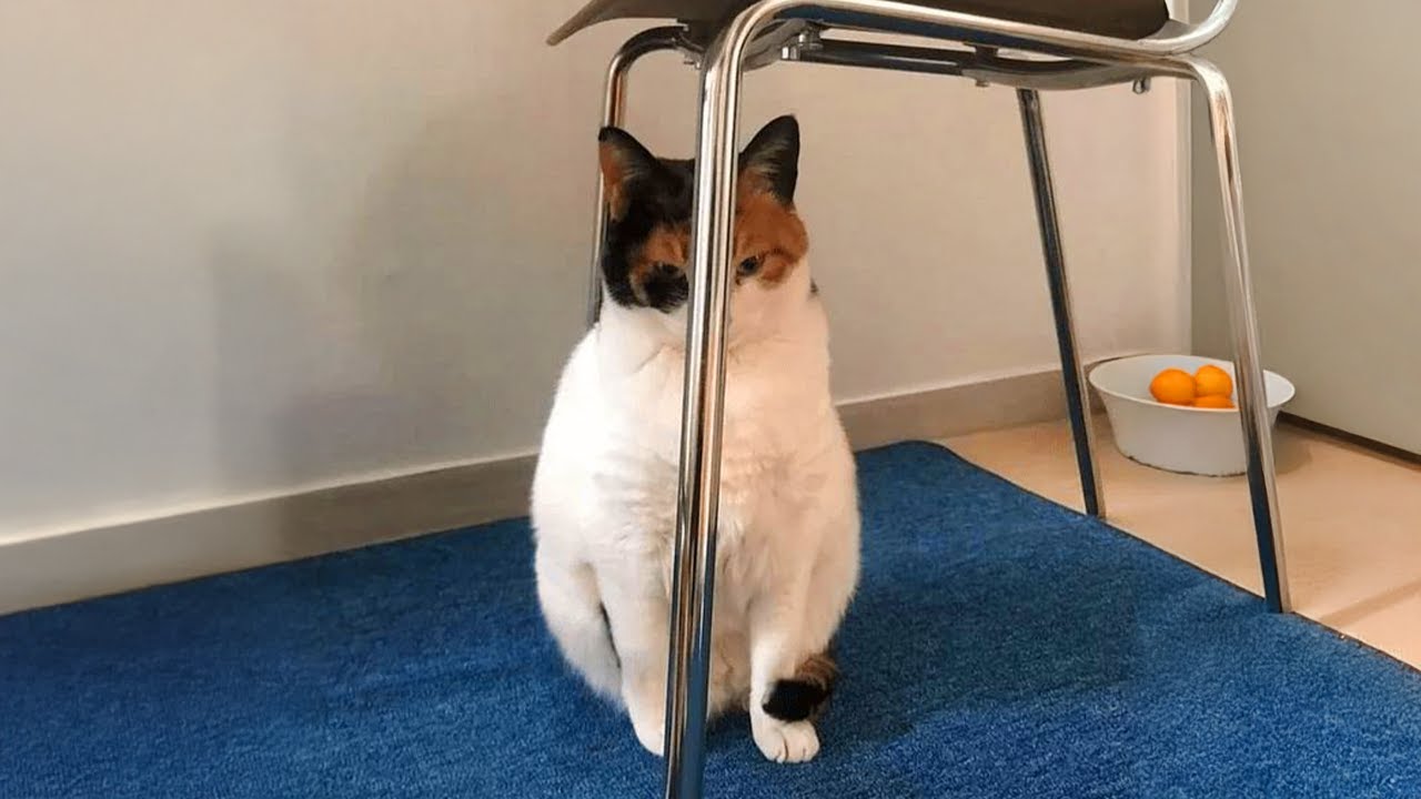 These Cats used up all their brain cells for this... 😹 - YouTube