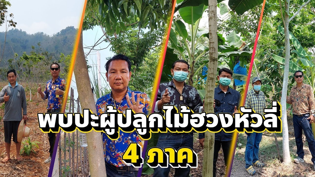 (Re-up) การเดินทางของหงมู่ กับการพบปะเกษตรกรผู้ปลูกไม้ฮวงห้วลี่ ทุก ...