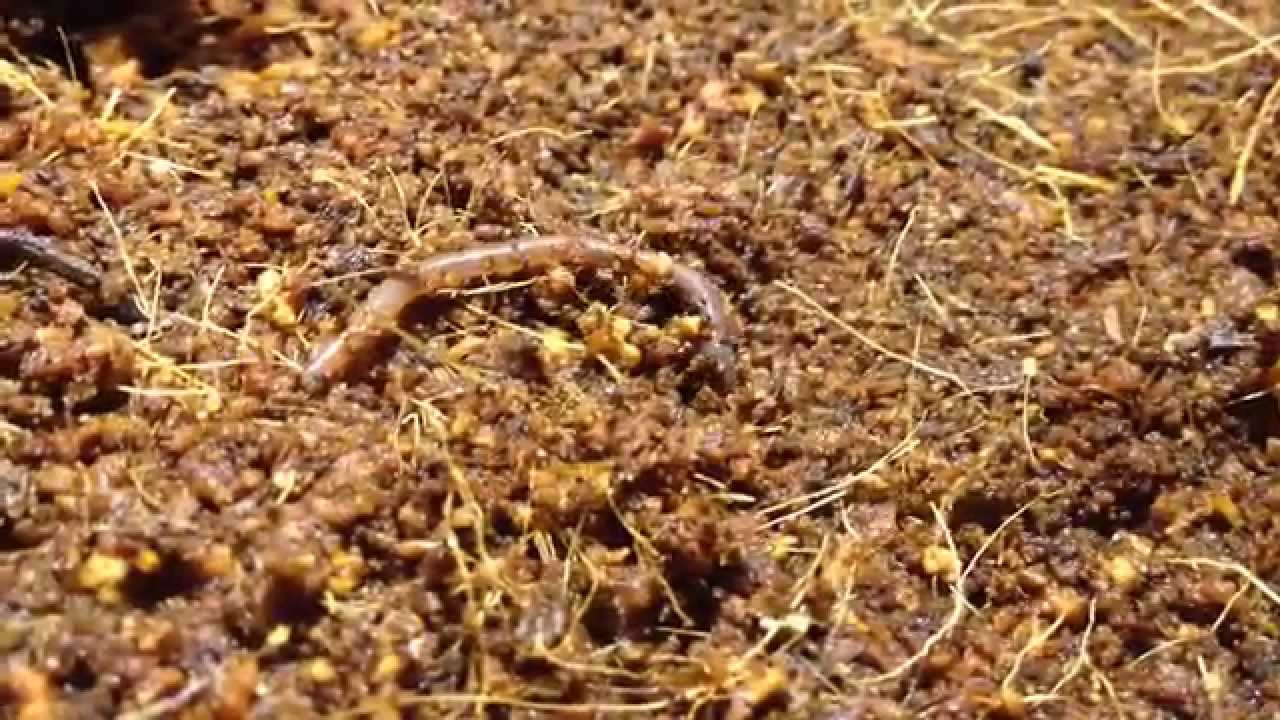 Worm at Work close up - YouTube