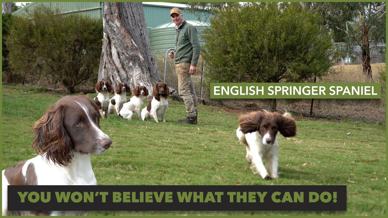 An introduction to English Springer Spaniel for hunting - Rosstulla ...