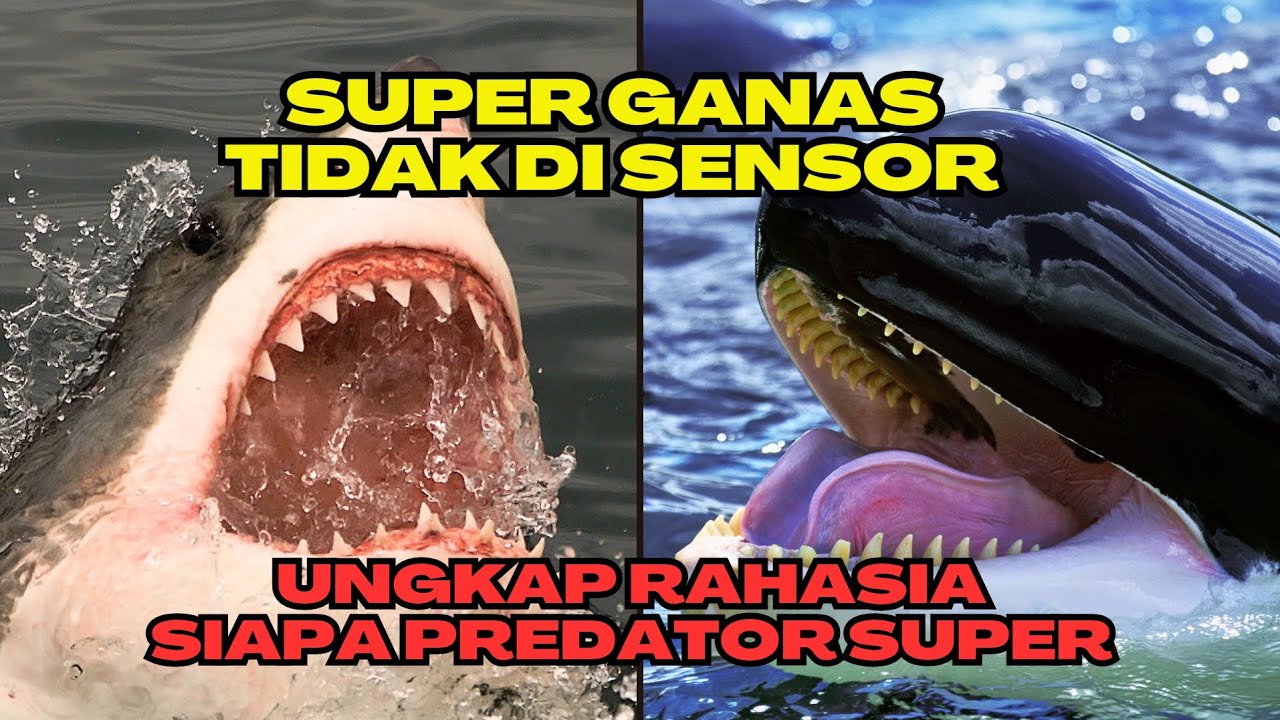 DUEL LAUTAN ‼️ MEMBONGKAR 10 PERBEDAAN HIU PUTIH DAN PAUS ORCA #hiu # ...