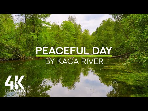 Sakin Orman Nehrinin Nazik Sesleri ve Cıvıldayan Neşeli Kuşlar - 4K UHD