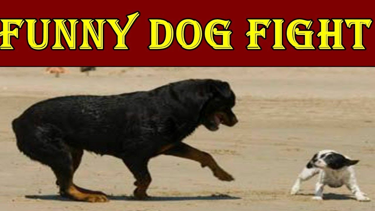 Amazing Dog Fight Very Funny Video | Cute Dog - YouTube