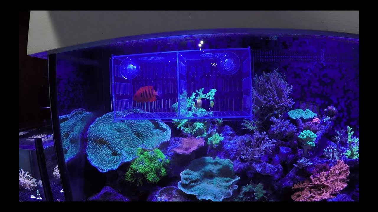 Nuevos PECES Exotic Reef||||||🤣🐟🐠 - YouTube