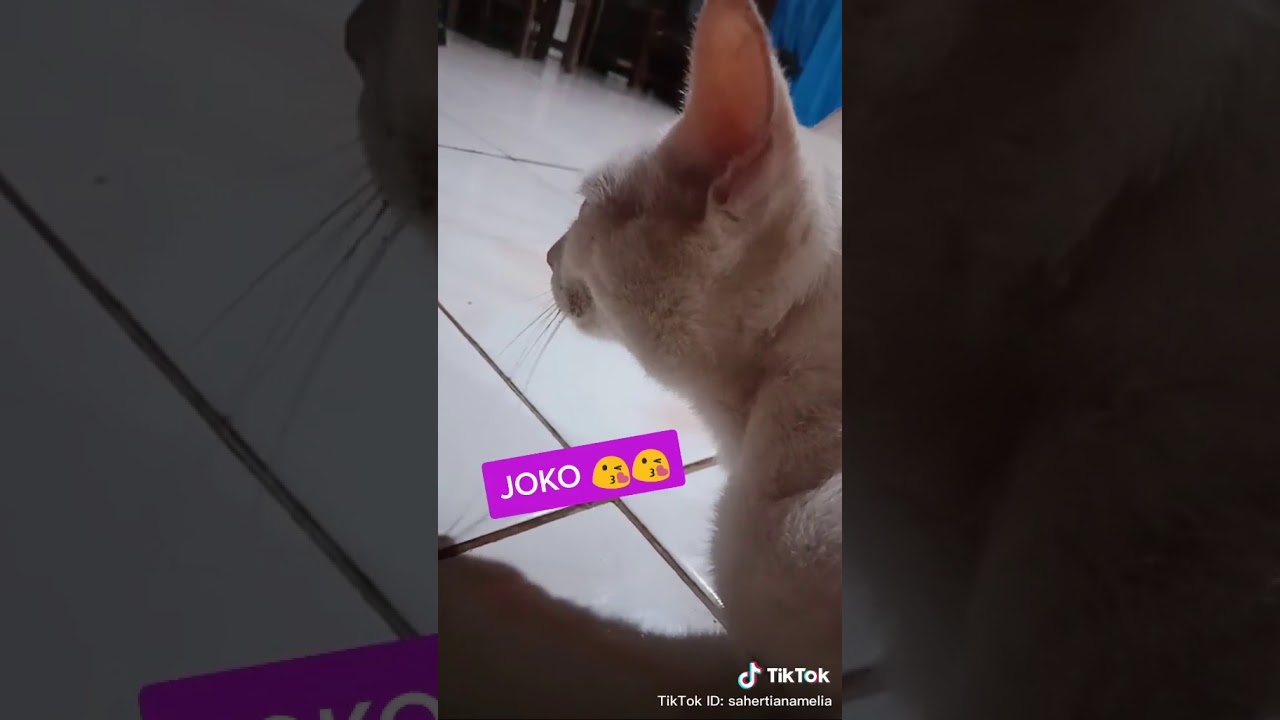 Joko katanya || meow #cat #kucing(5) - YouTube