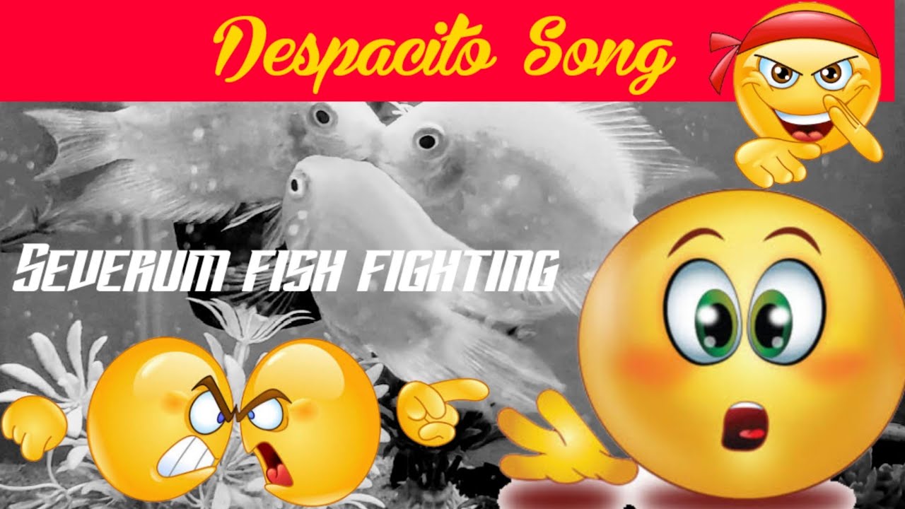 PARROT FISH STOPS SEVERUM FIGHT | despacito song | Trending song 2020 ...
