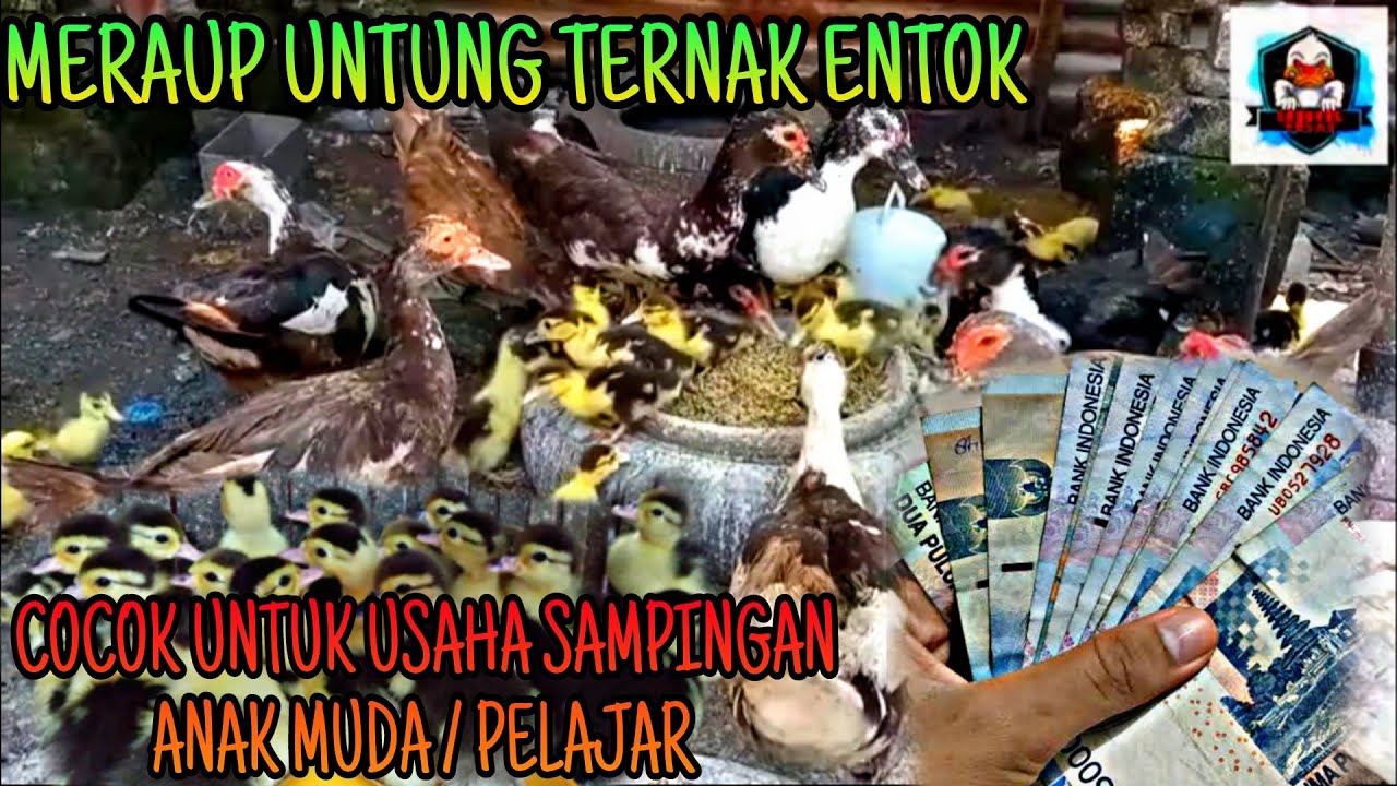 BUDIDAYA ENTOK PENGHASILAN YANG MEYAKINKAN 💯@KANDANGVOLOZ#ternakentok # ...