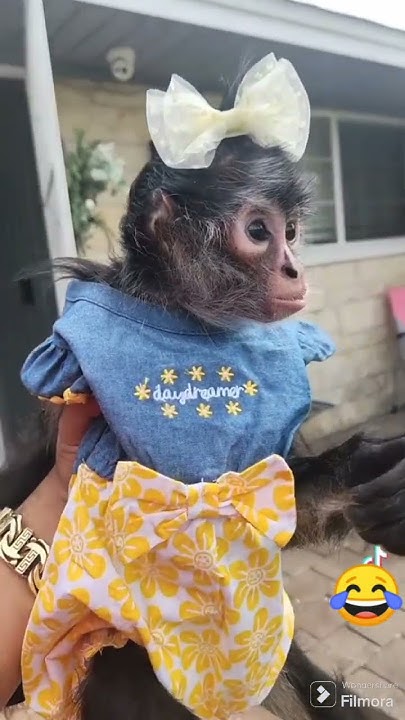 La monita julia - YouTube