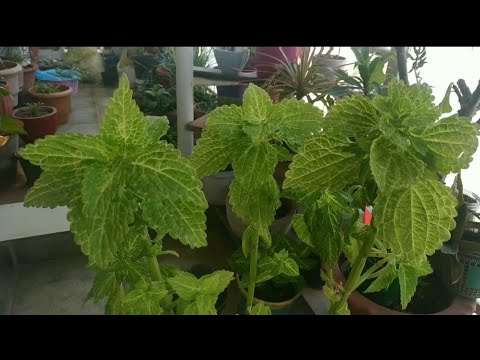 How to save dying coleus plants/Why it is important to trim and prune ...