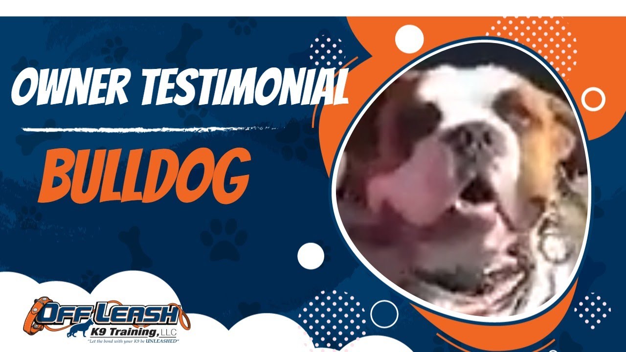 2 yr old, Bulldog, "Fred" Dog Aggression Training, Owner Testimonial ...