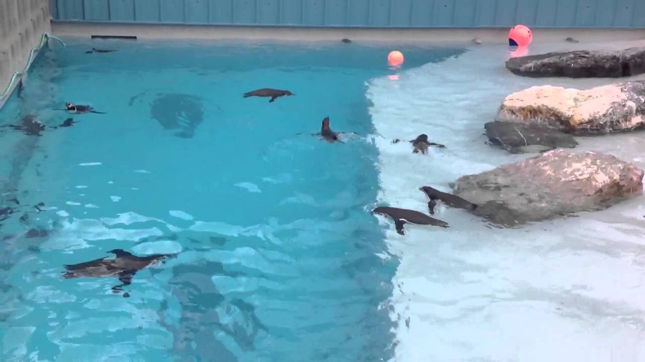 Penguins folly farm wales - YouTube