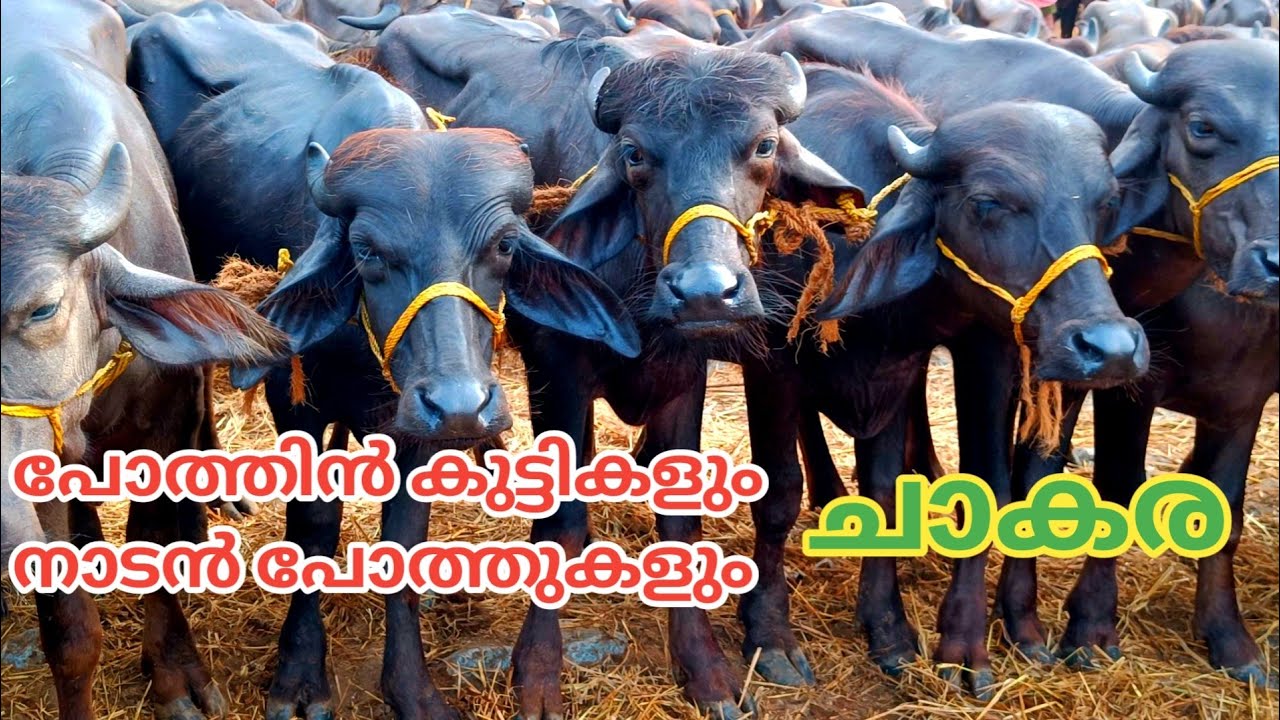 ചാകര | പെരുന്നാൾ ചൂടിൽ ചന്തകൾ | വില സഹിതം | 2023 | Kuzhalmannam | Buffalo |TECH AND VLOGS - YouTube