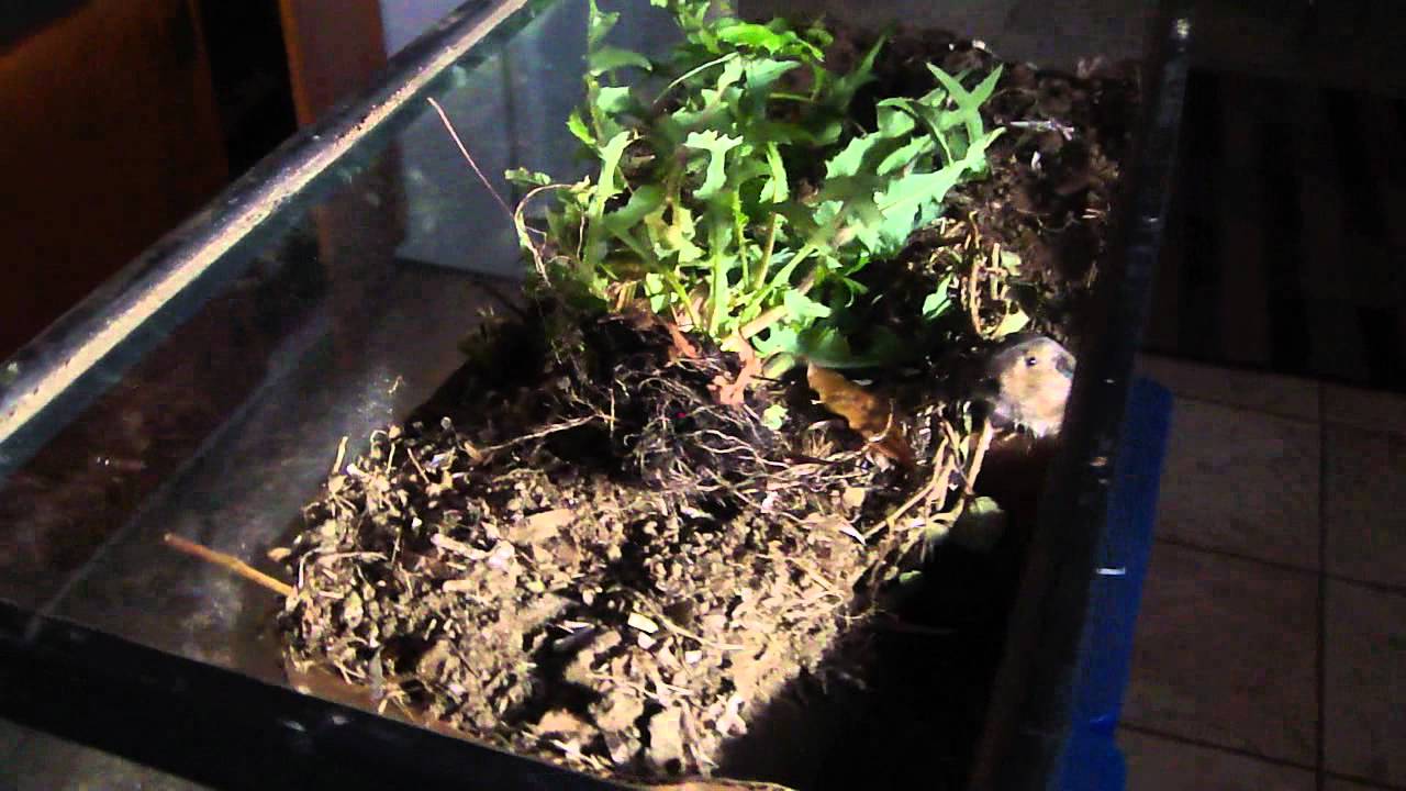 My Pet California Pocket Gopher - YouTube