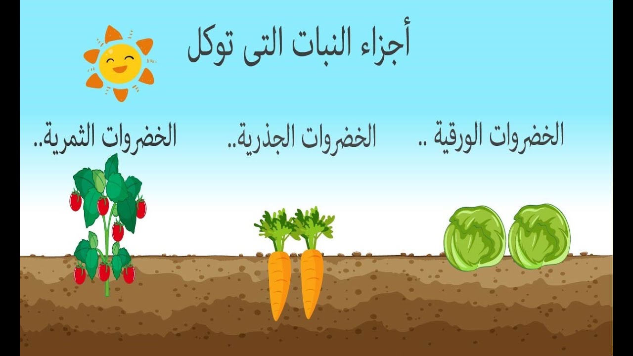 أجزاء النبات التي توكل Youtube