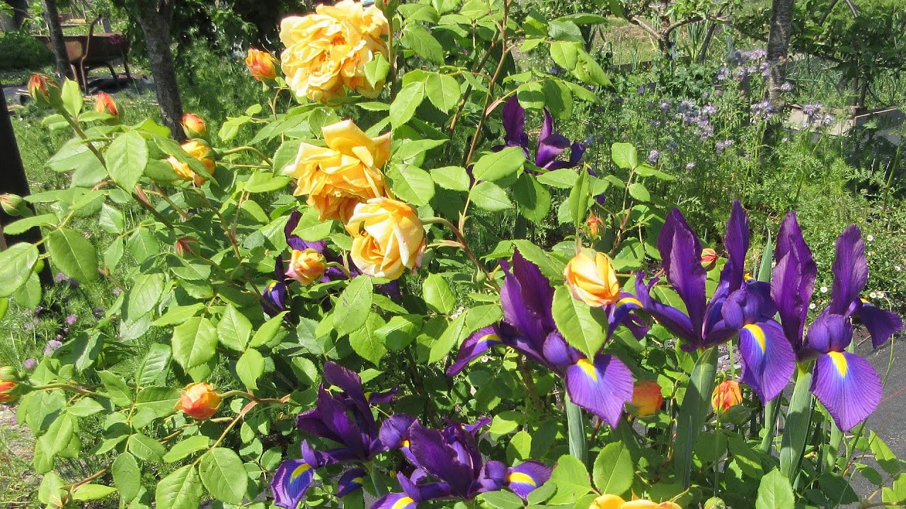 26th May 2025 - Allotment Plot Tour (no commentary) - YouTube