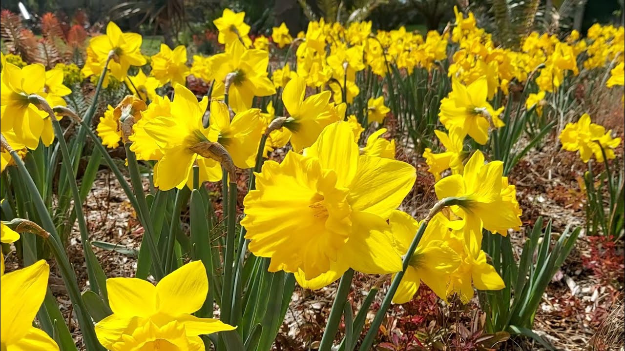 BEAUTIFUL DAFFODILS AT THE BOTANIC GARDEN - YouTube