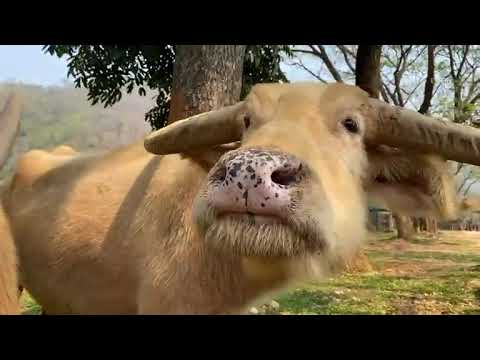 Update on Govin - EleFlix