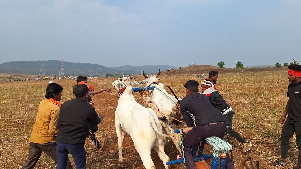 पीपलपाटी वाले बैल।ox race. khillar. bull race. ox race in India. - YouTube