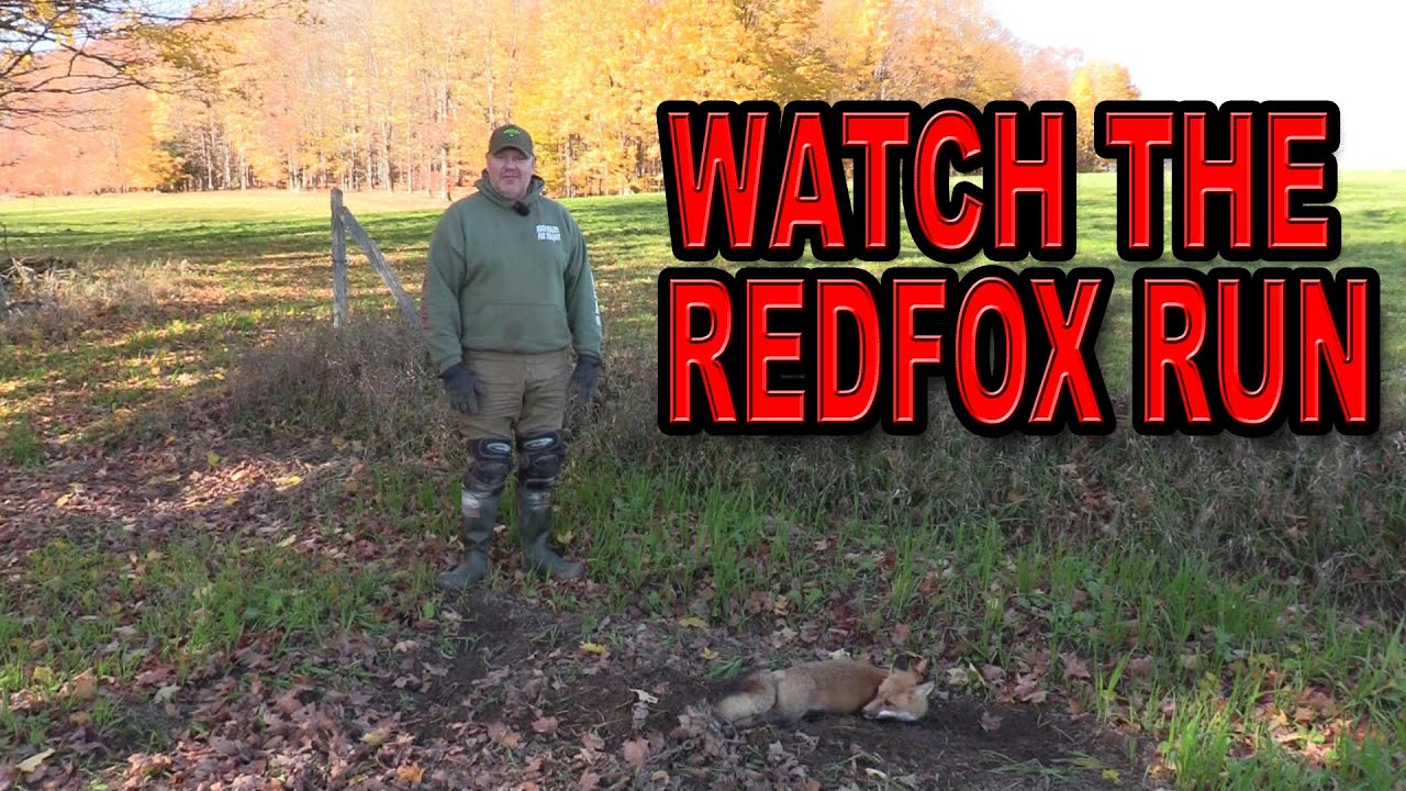 Releasing a Redfox and remake of the set - YouTube