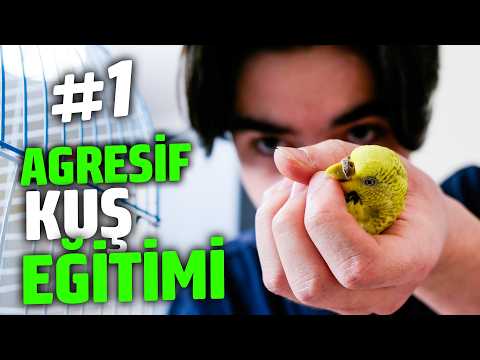 Isıran En Zor Muhabbet Kuşu Eğitimi Bölüm 1 - #2GündeKuşEğitmeChallenge