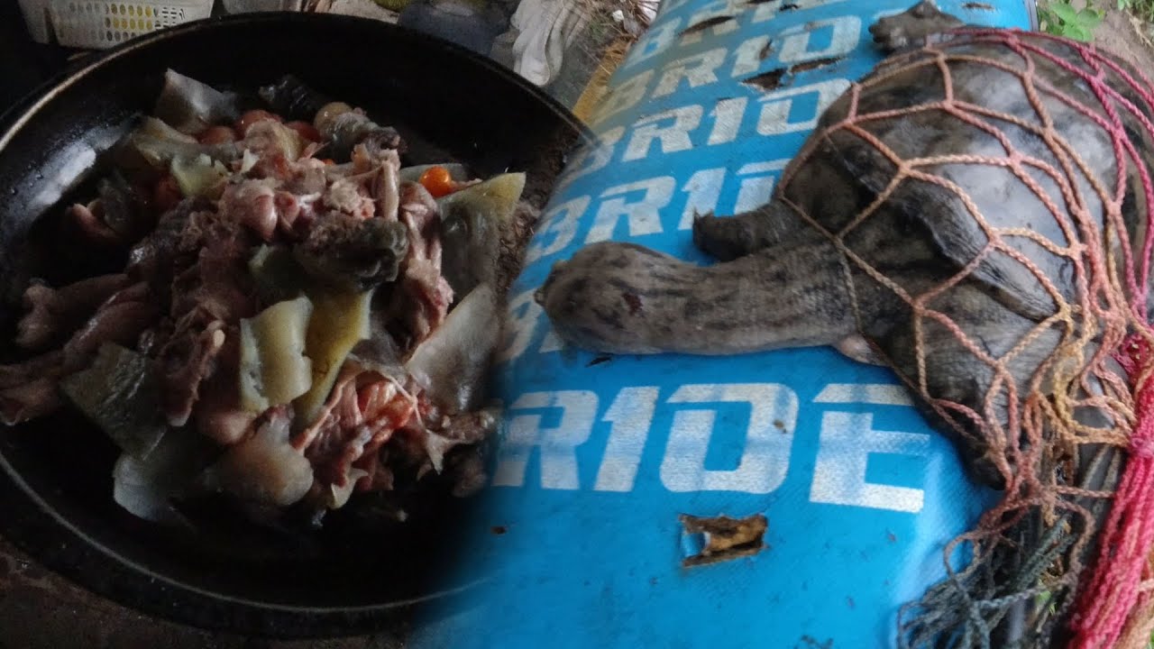 SE03EP044 - PINAMUGARAN ng PESTE | INVASIVE CHINESE SOFT SHELL TURTLE - YouTube