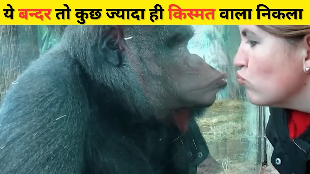 The Most Funny Monkeys Part 2 #monkeys #animals - YouTube