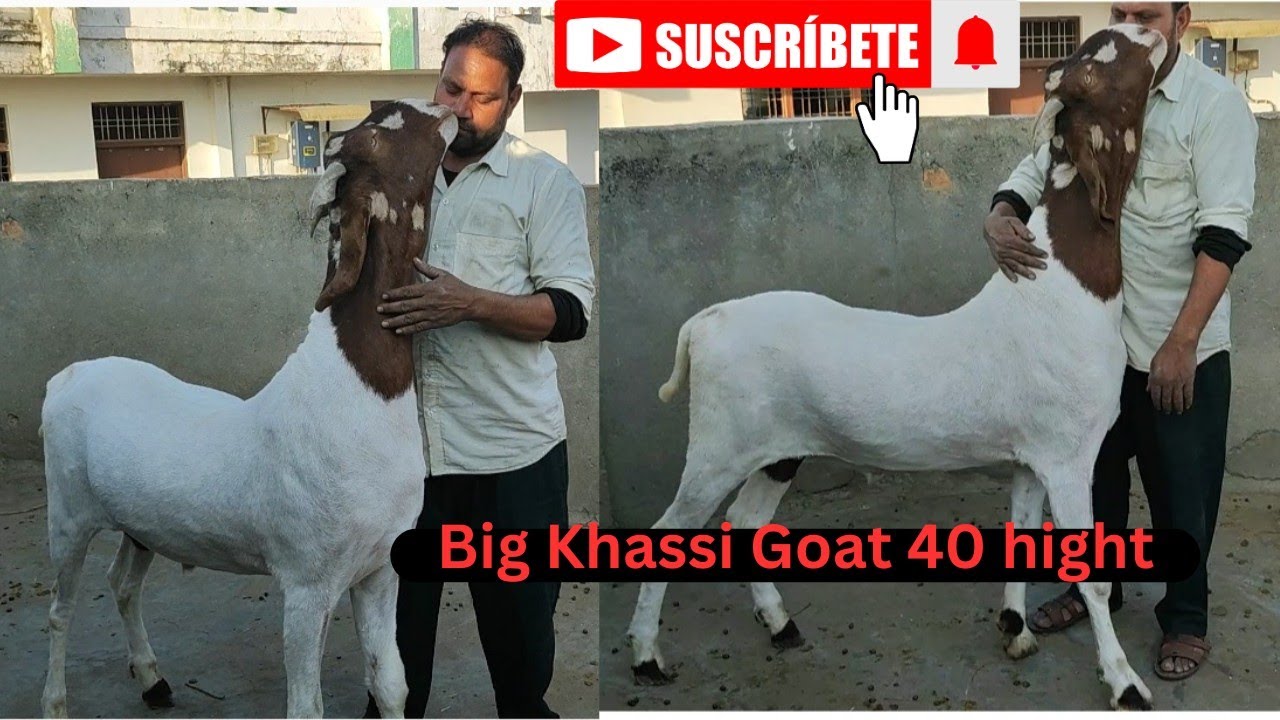 Big Khassi Goat 40.41 Hight Full Taiyar Khassi Bakra At@Kota_bakra ...