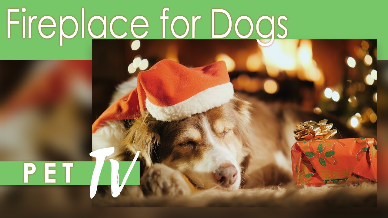 Relax With A Dog By The Fireplace - Fireplace for Dogs with Crackling ...