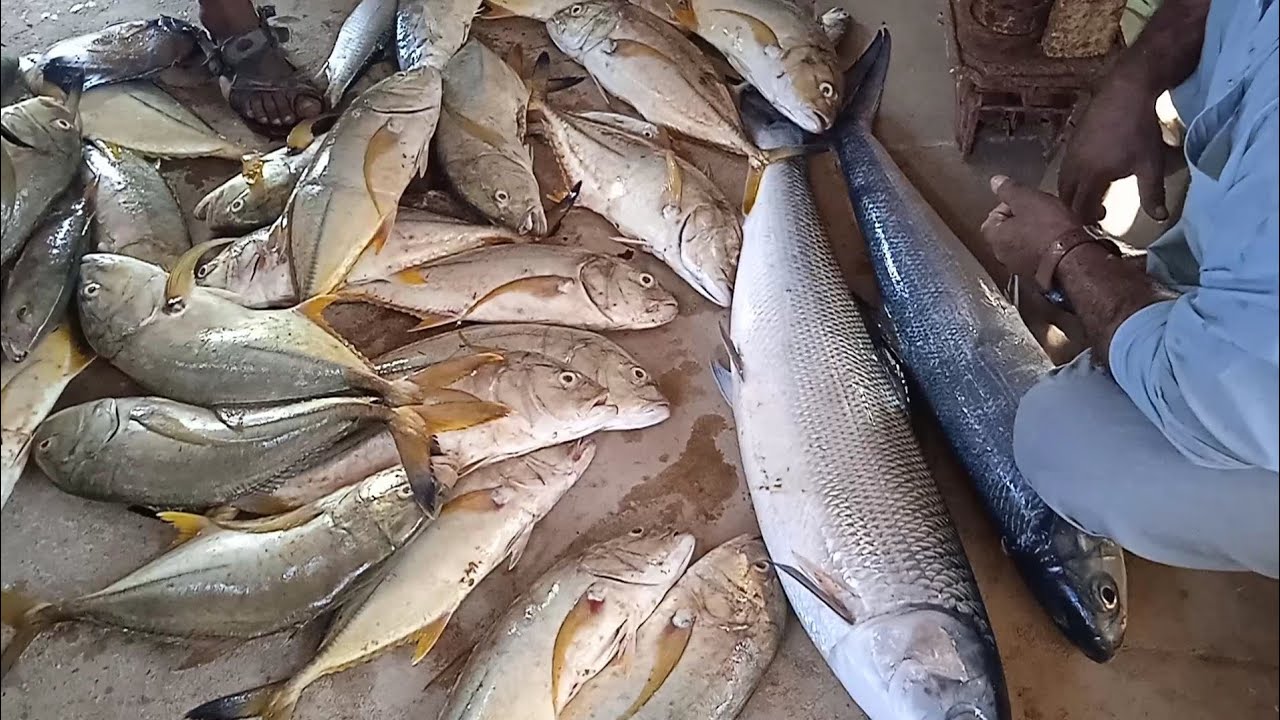 |fish video|how to purchase fish|kaka village sandspit karachi - YouTube