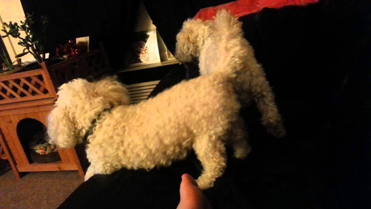 Playful Poodles - YouTube